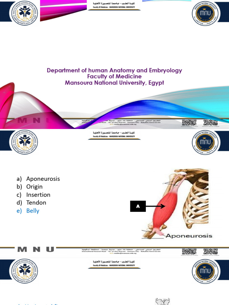 Anatomy Revision 1 | PDF | Lymphatic System | Anatomical Terms Of Motion