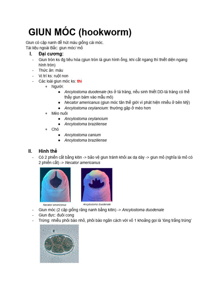 4. Giun móc-giun lươn-giun tóc-giun kim | PDF