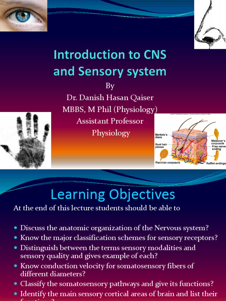 Introduction to CNS and Sensory system | PDF | Somatosensory System ... Introduction to CNS and Sensory system | PDF | Somatosensory System ...