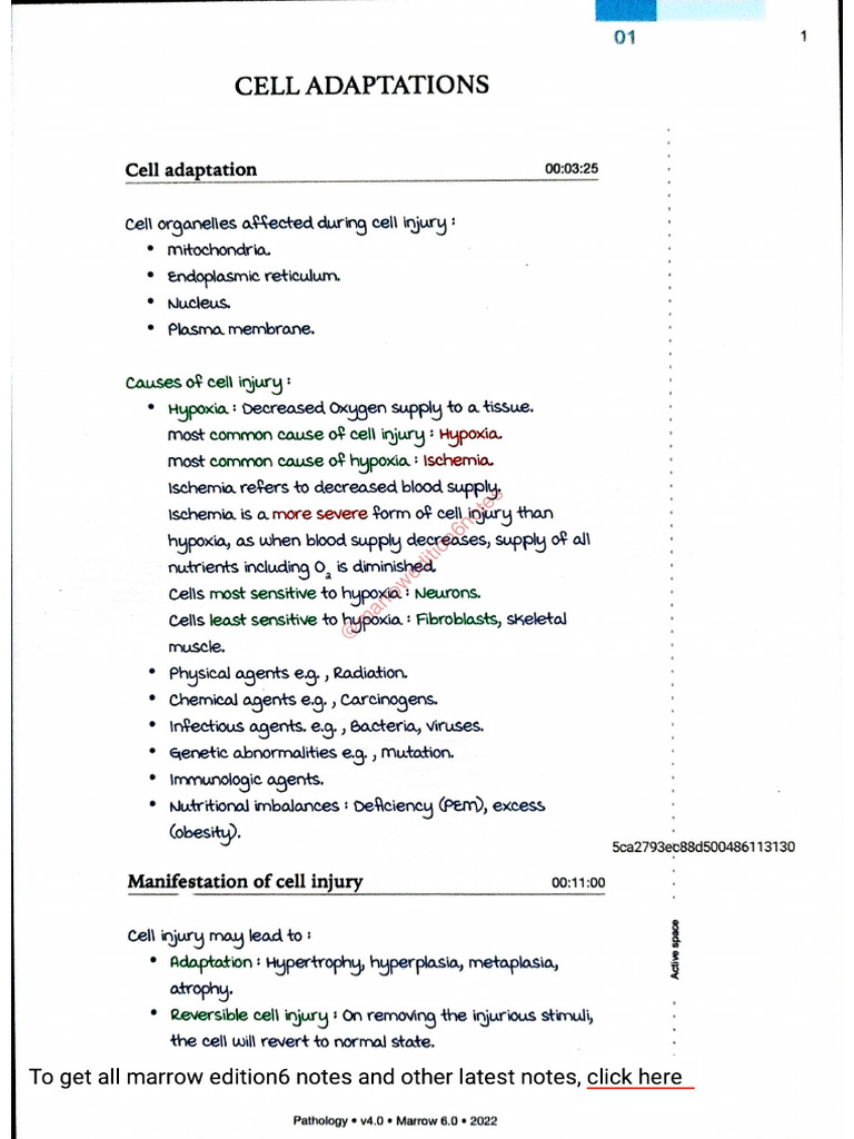 Pathology Marrow E6 3 | PDF