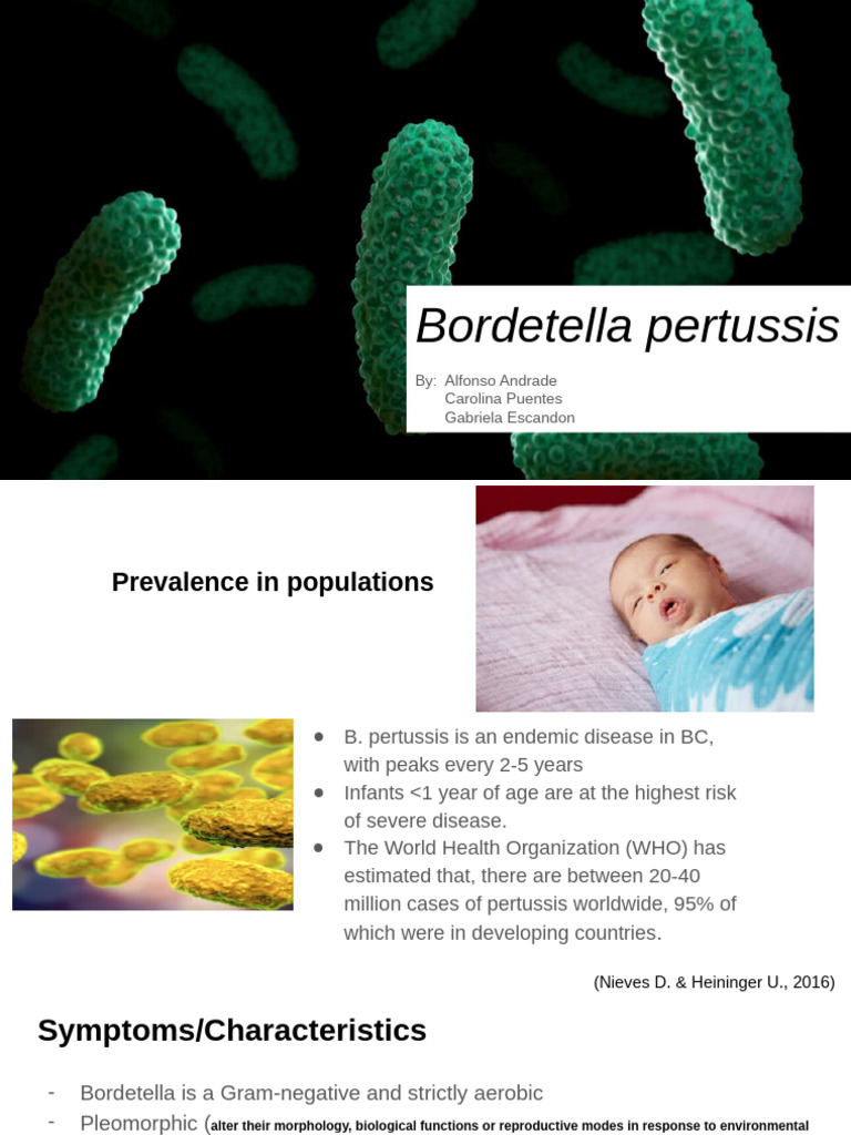 Bordetella Pertussis | PDF | Bacteria | Medical Specialties