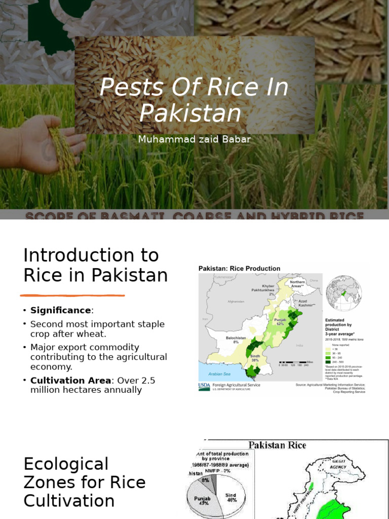 Prezentace1 | PDF | Rice | Pest (Organism)