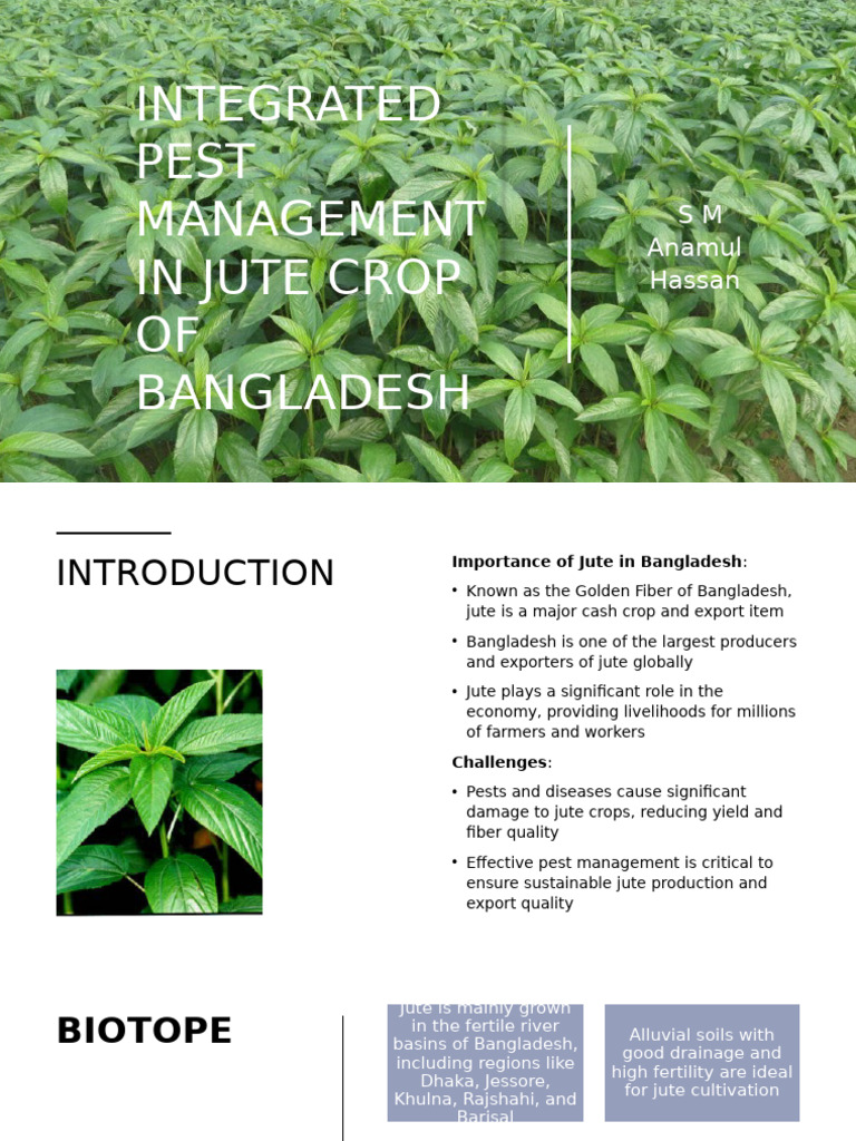 Integrated Pest Management in Jute | PDF | Pest (Organism) | Jute