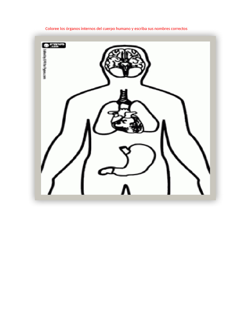 Aprende y Colorea Órganos Humanos | PDF