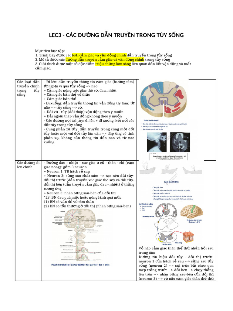 LEC3 - Đường dẫn truyền tủy sống | PDF