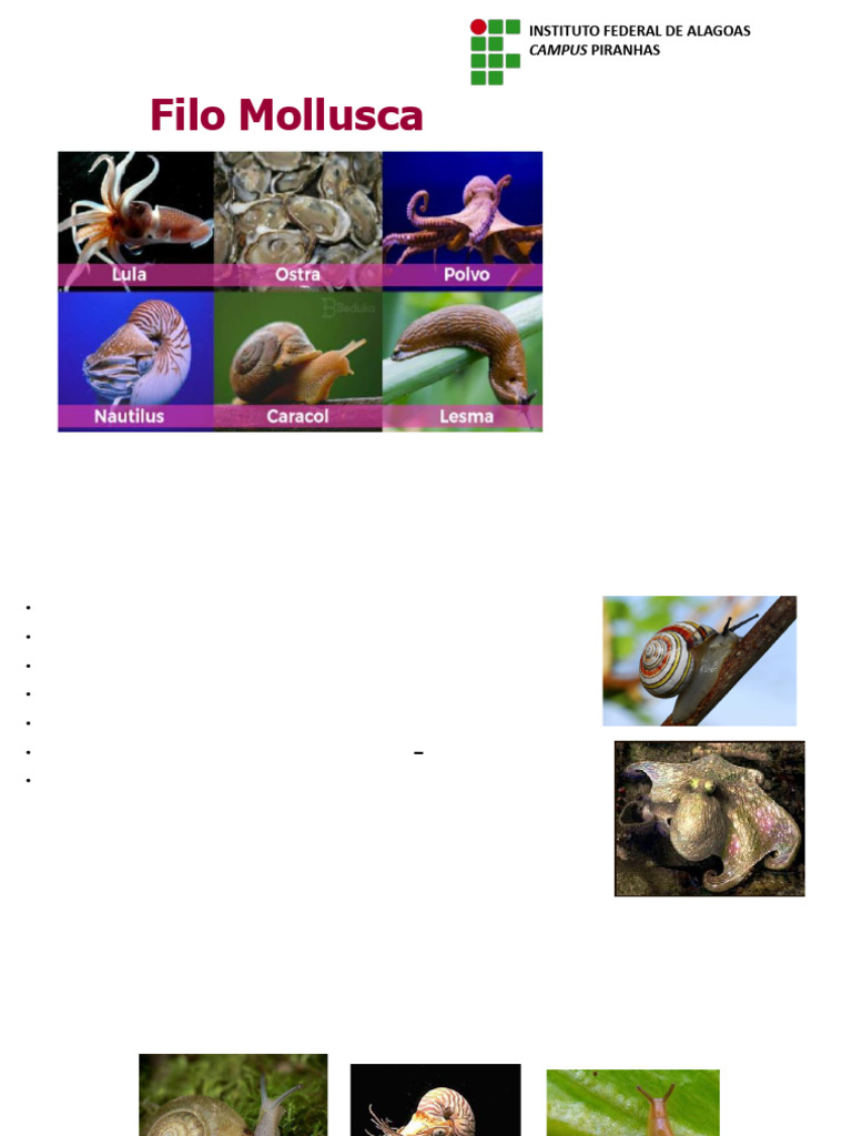 Introdução ao Filo Mollusca | PDF | Moluscos | Sistema circulatório