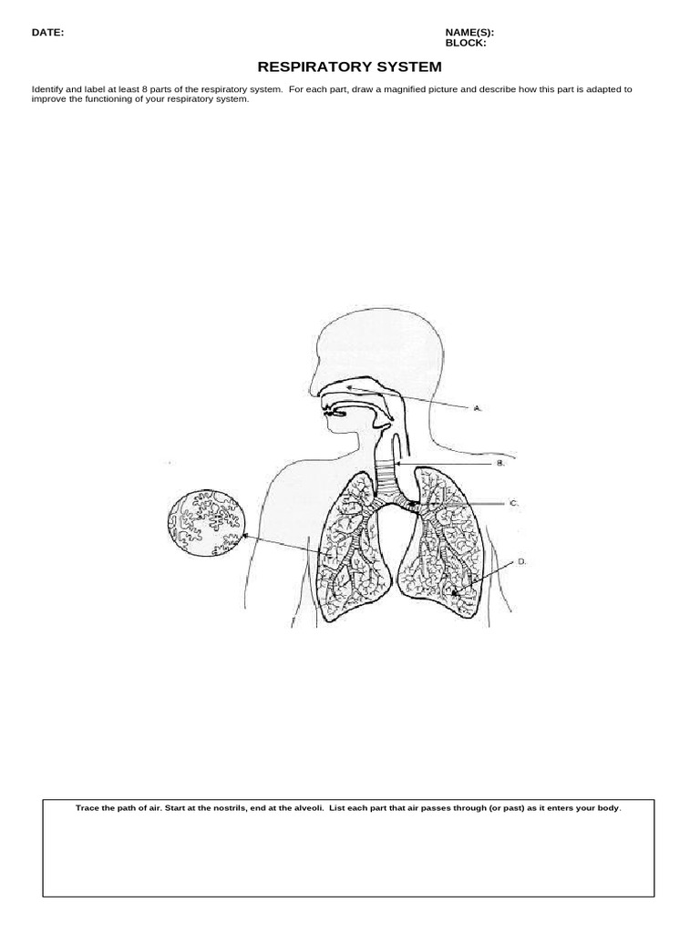 Respiration Poster (Spring 2016) | PDF