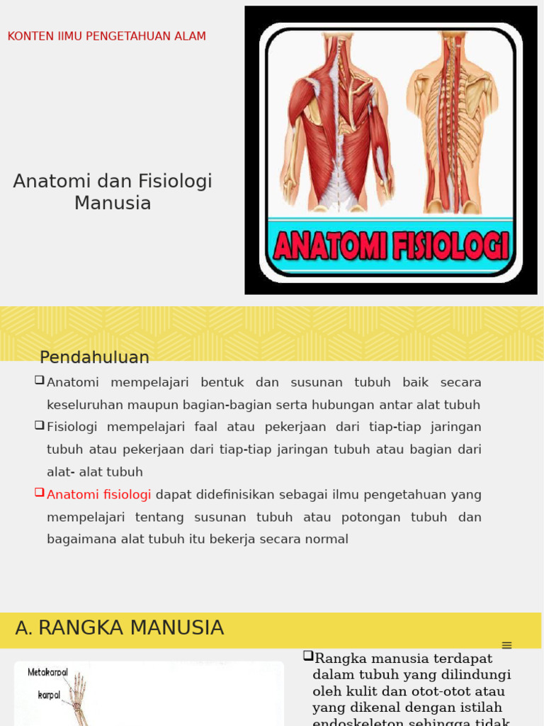 Anatomi Fisiologi Manusia | PDF