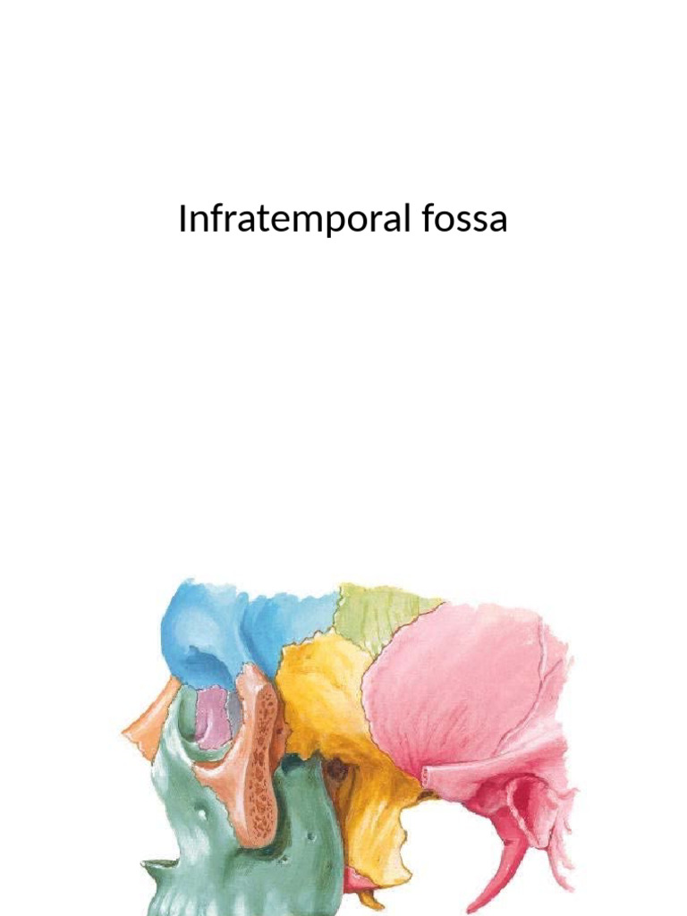 Infratemporal Fossa Anatomy Guide | PDF