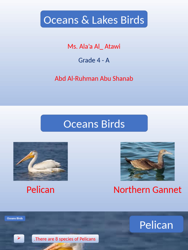 Birds | PDF