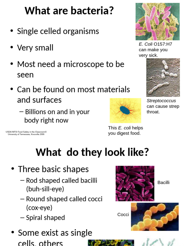 Introduction To Bacteria 02 | PDF | Virus | Microorganism