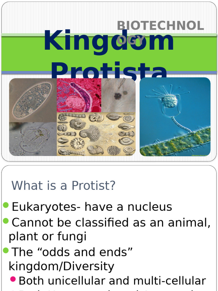 Kingdom Protista | PDF | Protozoa | Algae