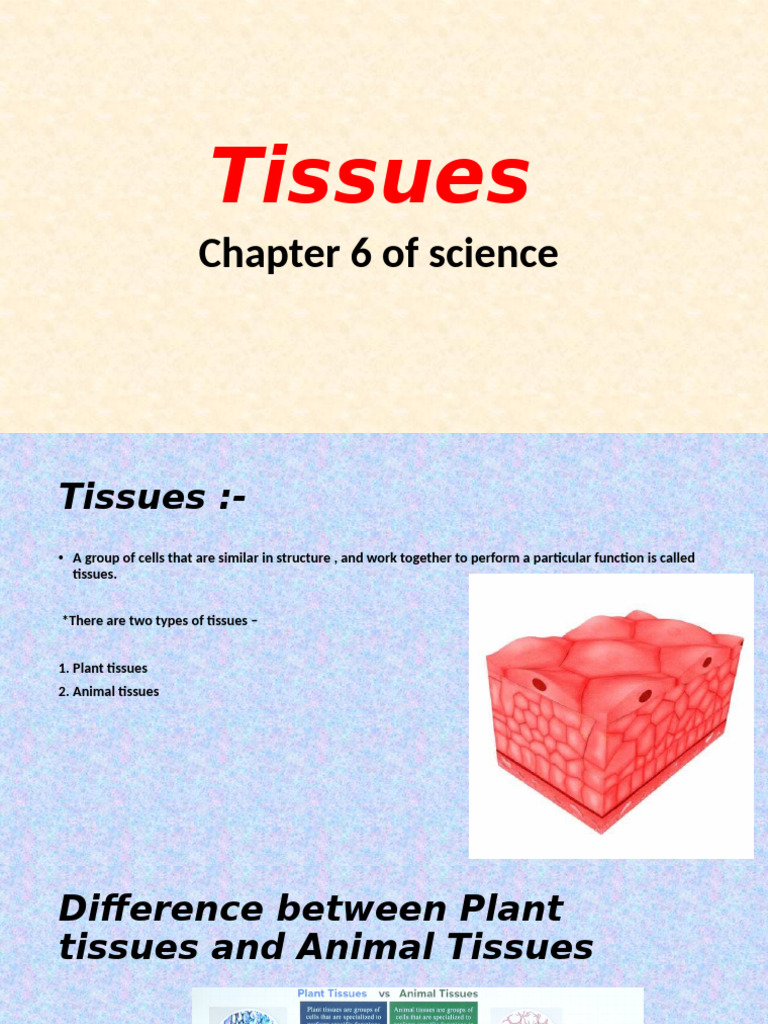 Tissues | PDF