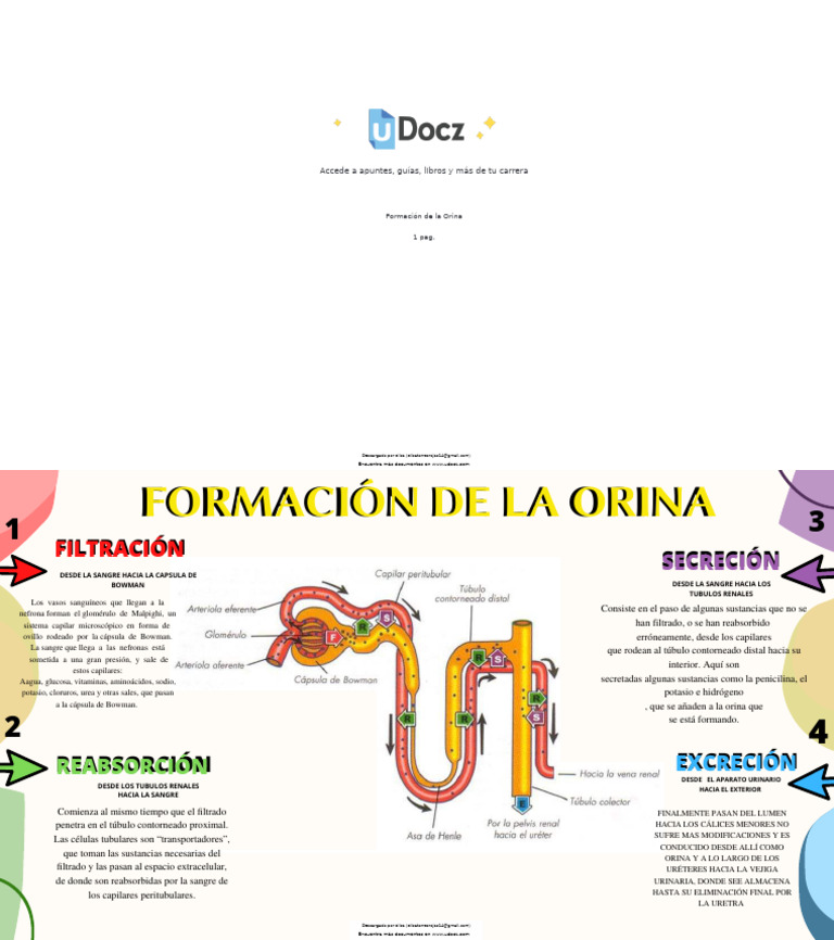 Formacion de La Orin 406715 Downloadable 6942442 | PDF | Orina | Riñón