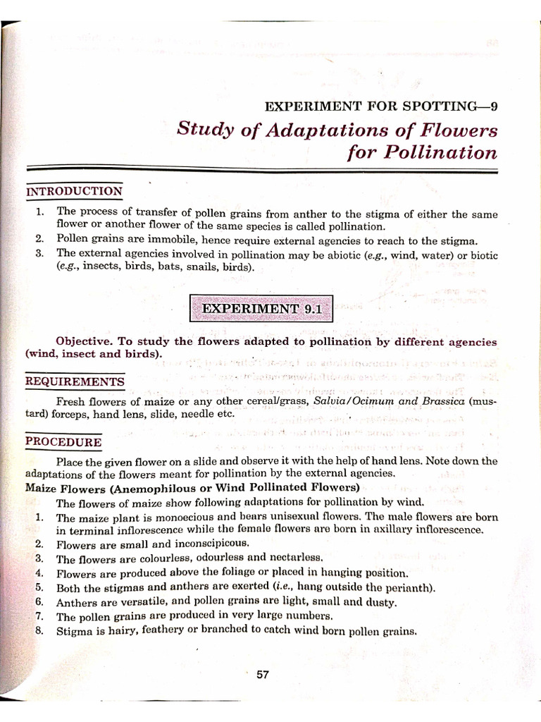 Class XII Practical | PDF