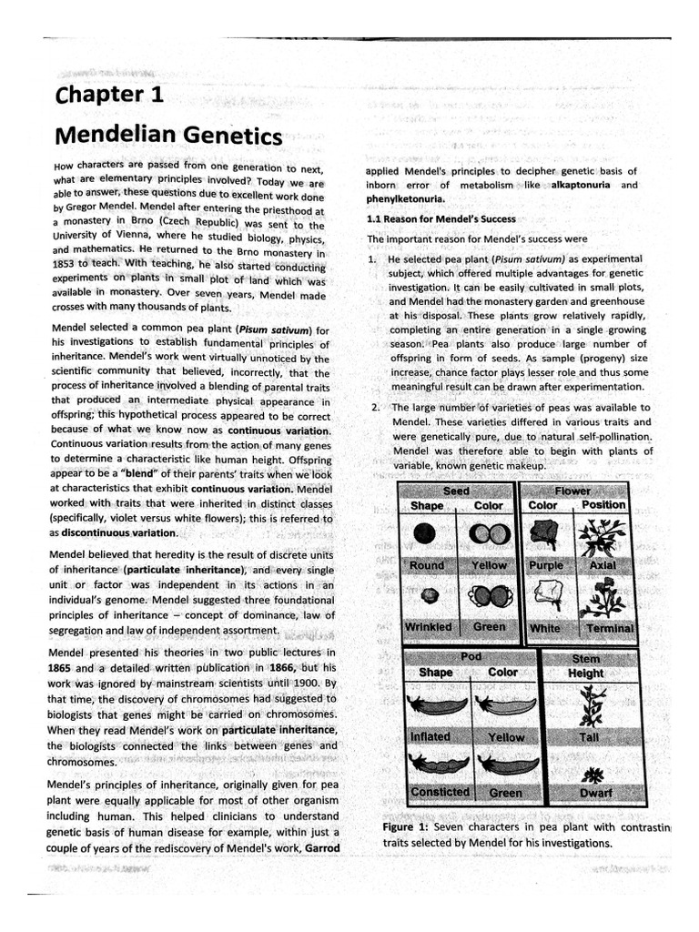 C-1 Mendelian Genetics | PDF
