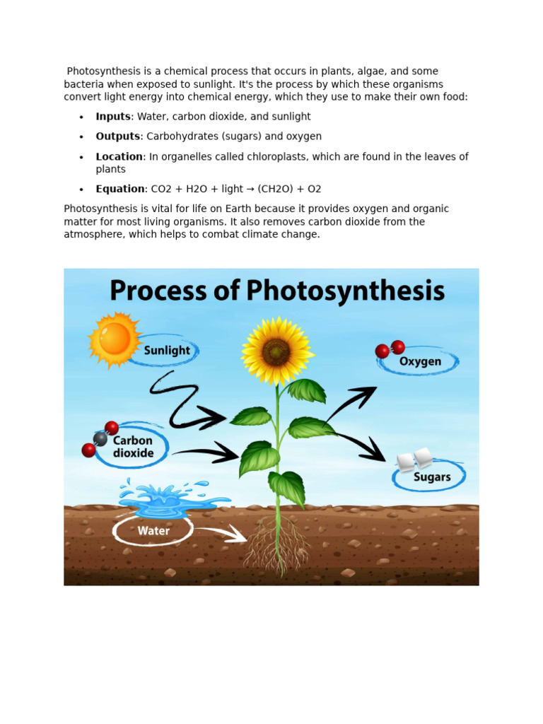 Understanding Photosynthesis Process | PDF