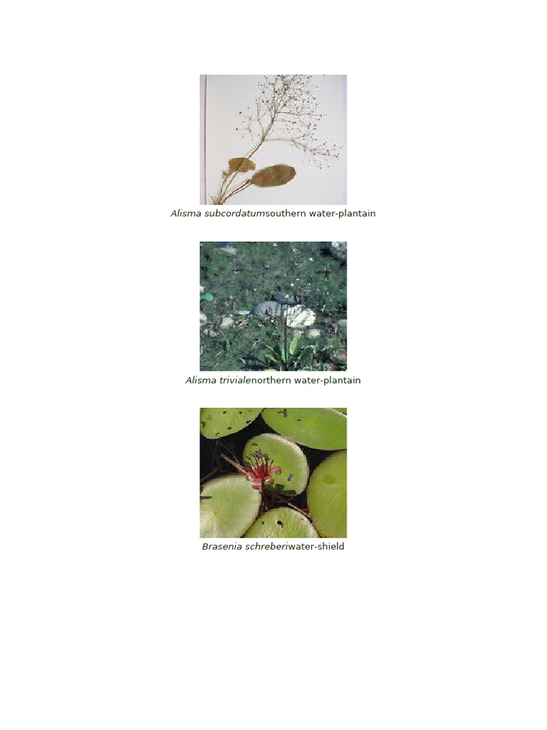 Water Plant Identification Chart | PDF