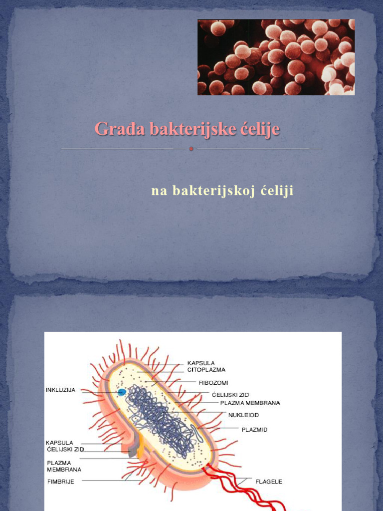 ZS 2024. Godina 3.predavanje Flagele Spore Gradja Gljivica | PDF