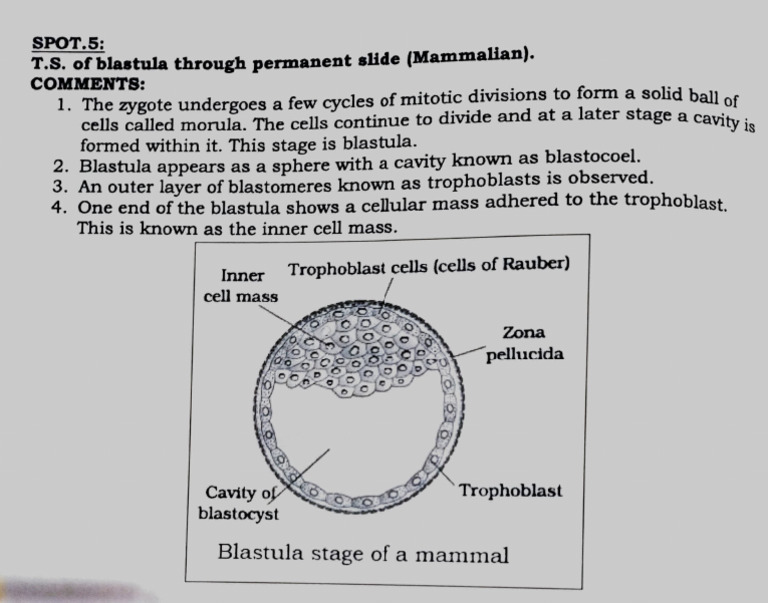 Mammalian Blastula Transverse Section | PDF