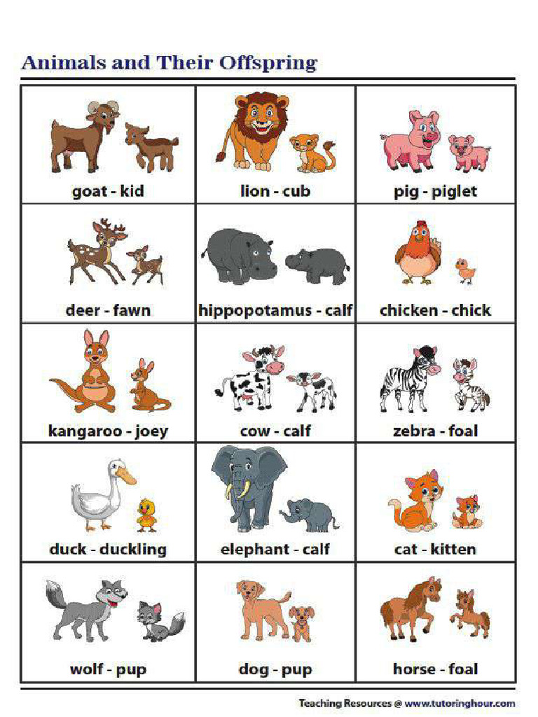Animals and Their Offspring Chart | PDF