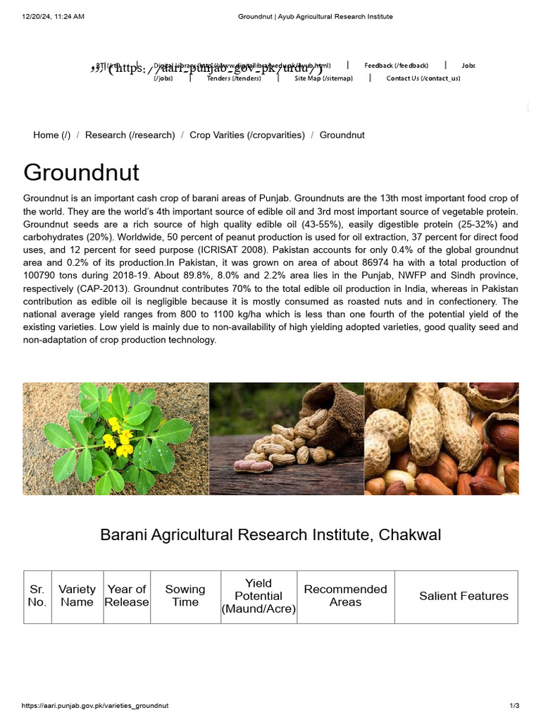 Groundnut - Ayub Agricultural Research Institute | PDF | Peanuts | Foods