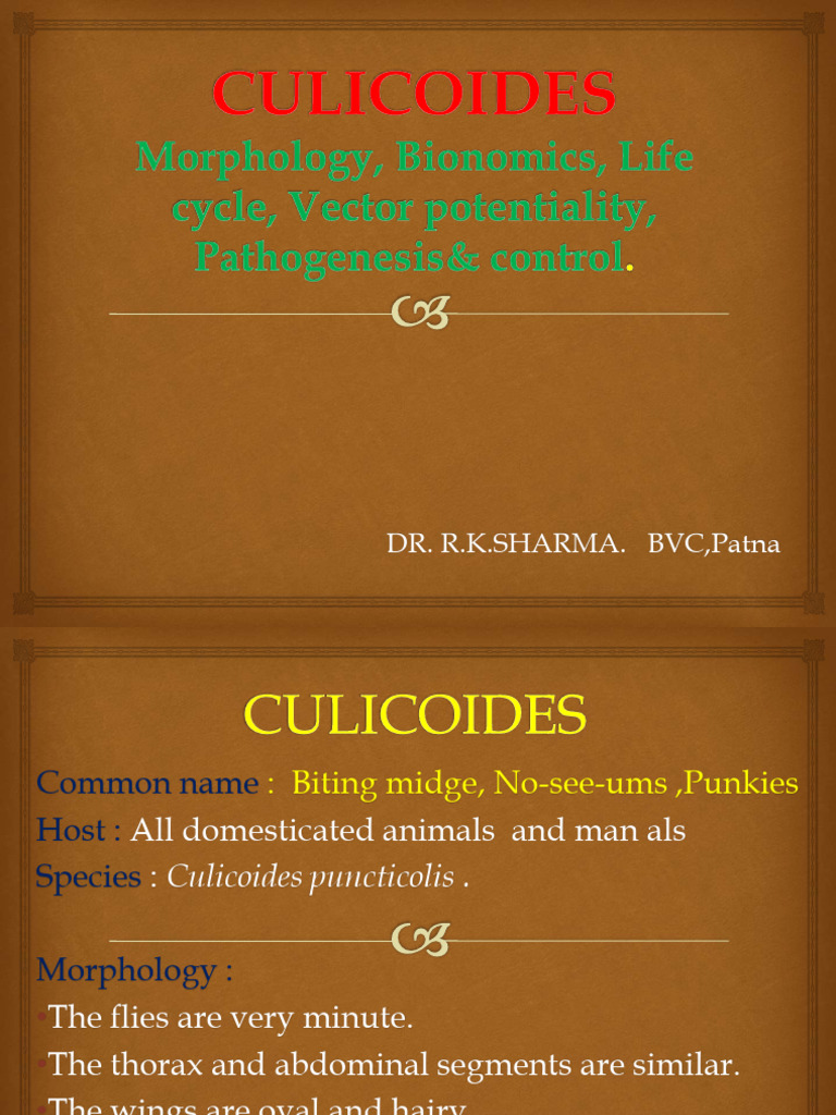 Culicoides: Morphology and Life Cycle | PDF