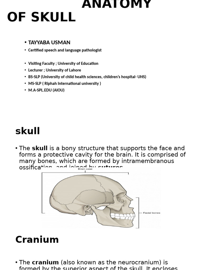 lec 4 skull | PDF | Skull | Human Nose