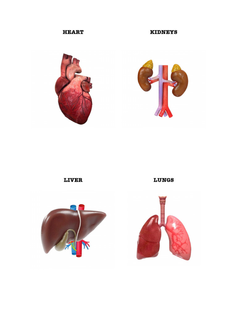 Organs-Tracker | PDF