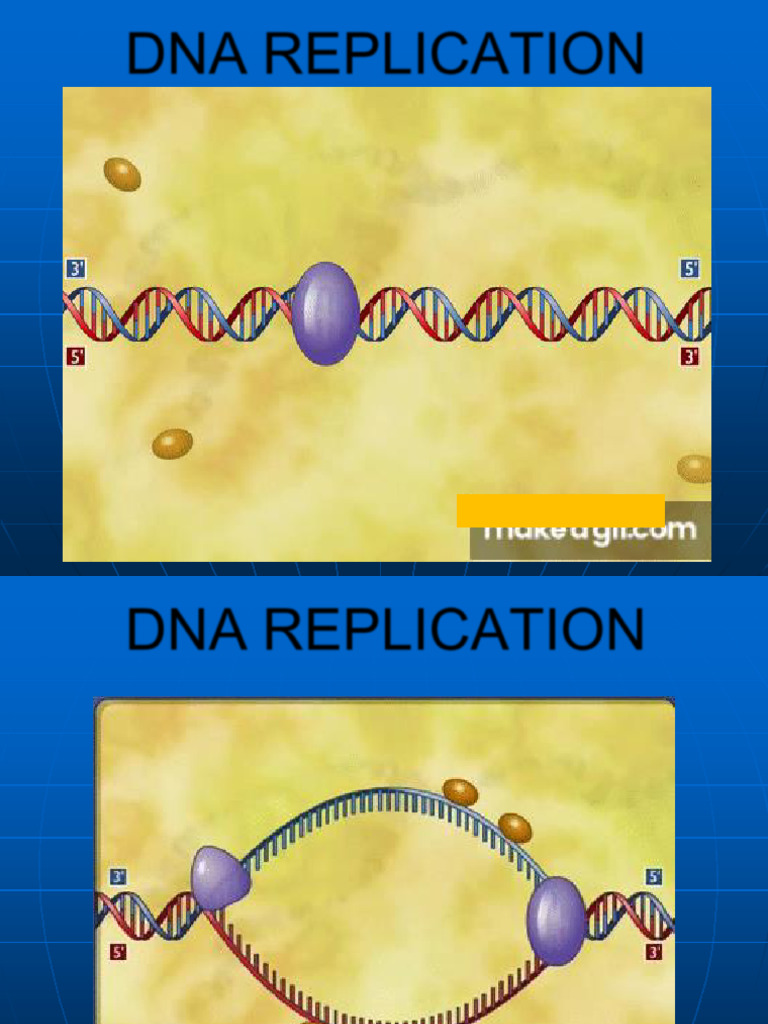 DNA Replication PPTs | PDF | Dna Replication | Dna