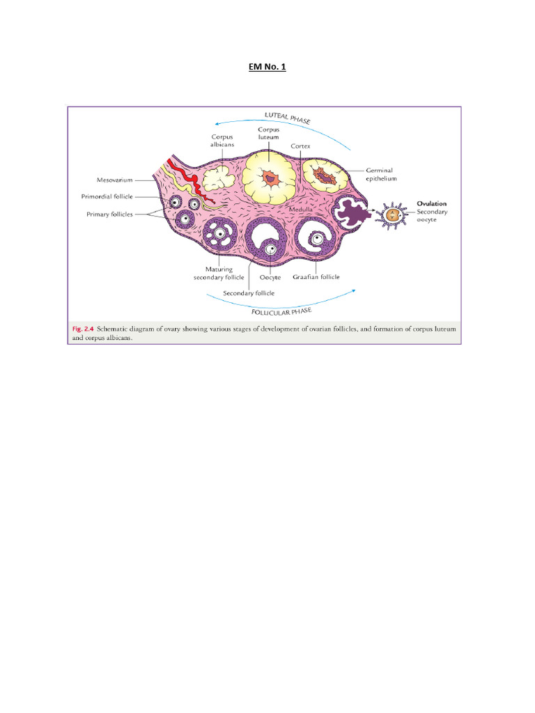 General Emb. Models Anatomy | PDF