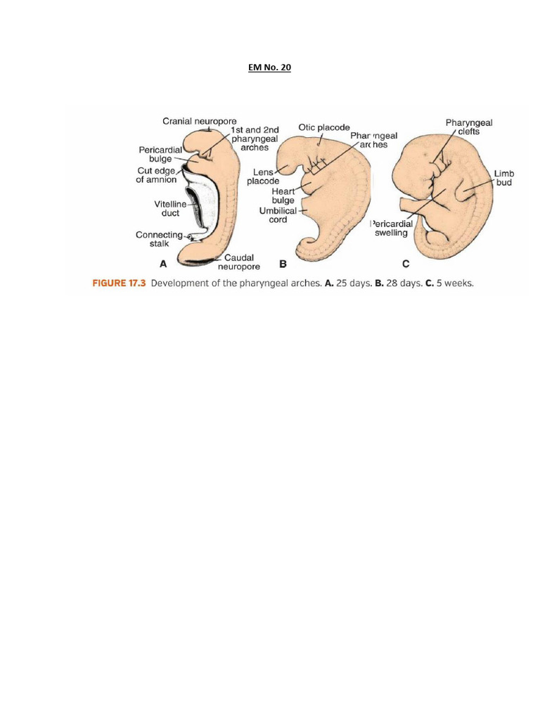 Development of Head and Neck Embryology Model Anatomy | PDF