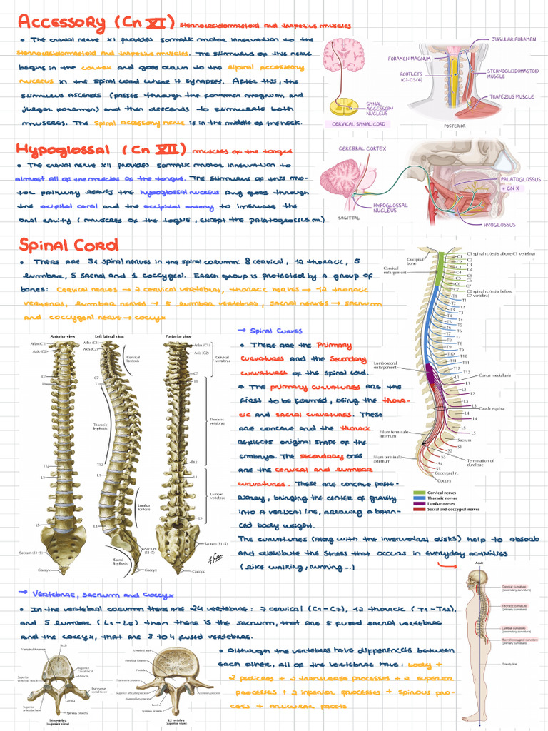 Anatomy - Neuroanatomy (PERIPHERAL) | PDF | Vertebra | Vertebral Column