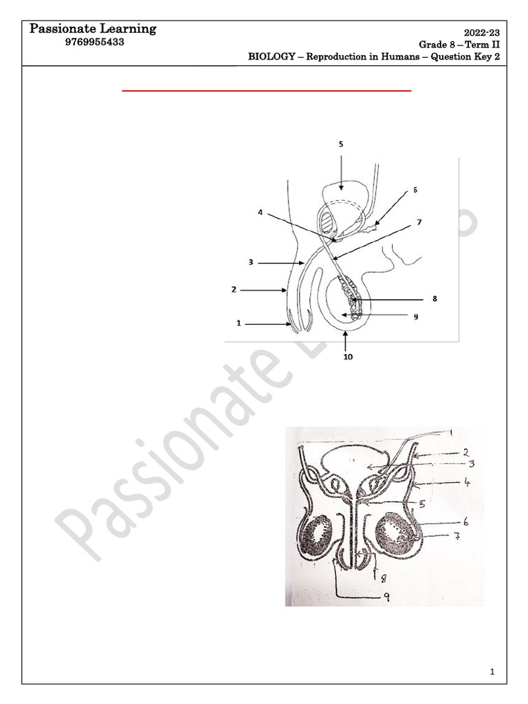 Human Reproductive System Quiz Key | PDF