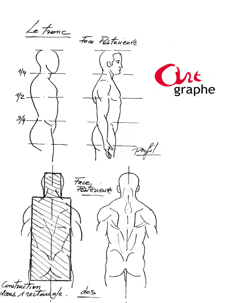 Dessin Proportions Tronc | PDF