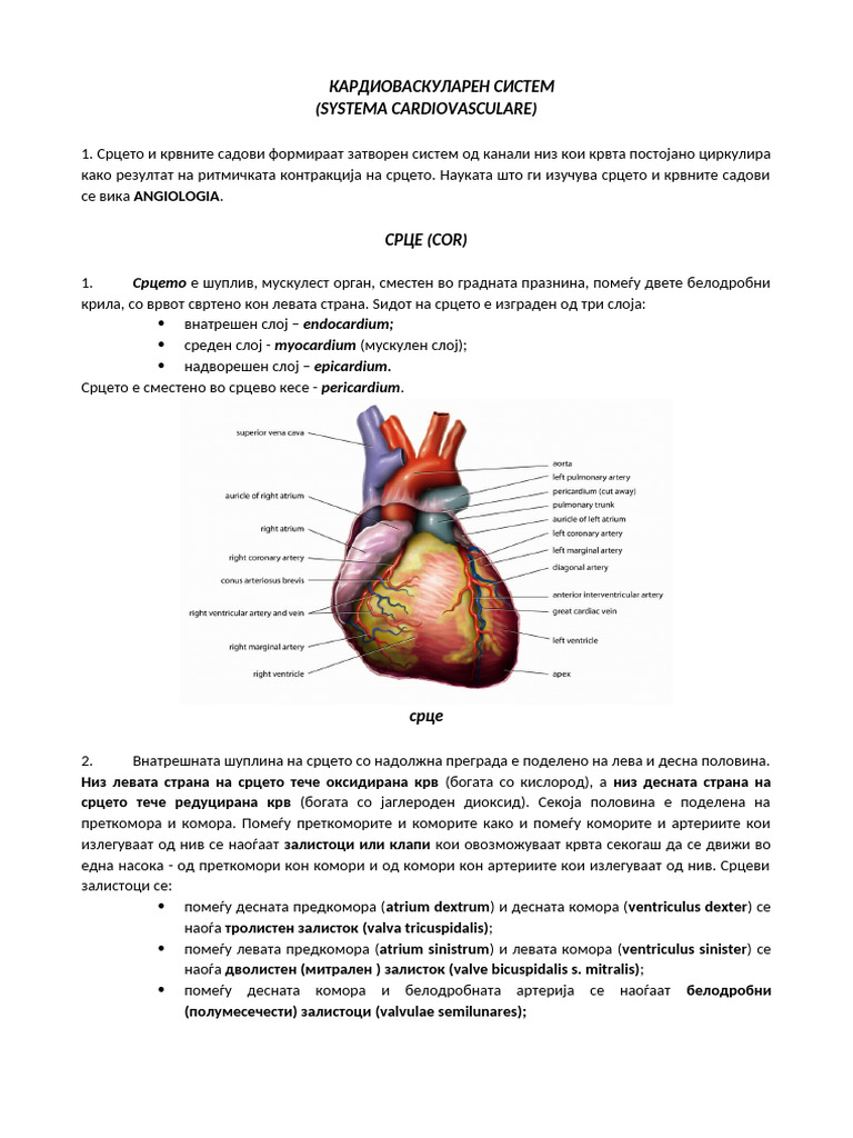srce-i-krvni-sadovi | PDF