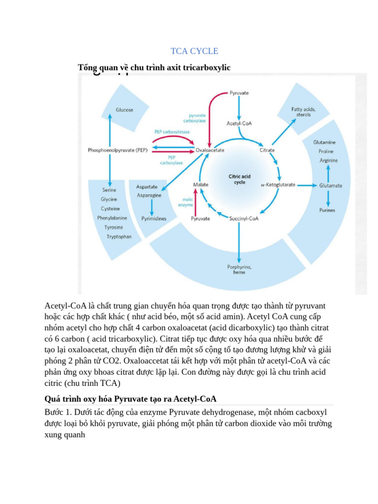 Tca Cycle | PDF
