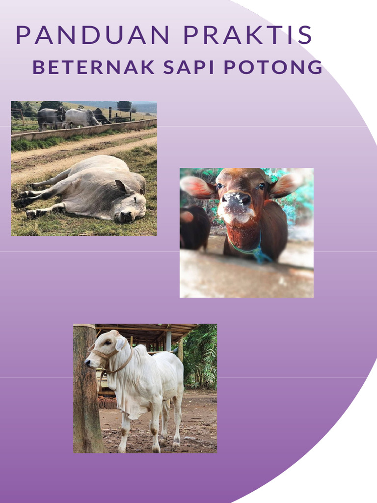 Panduan Beternak Sapi Potong | PDF