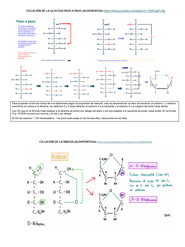 Ciclación de aldohexosas^J cetohexosas y aldopentosas (con videos ...
