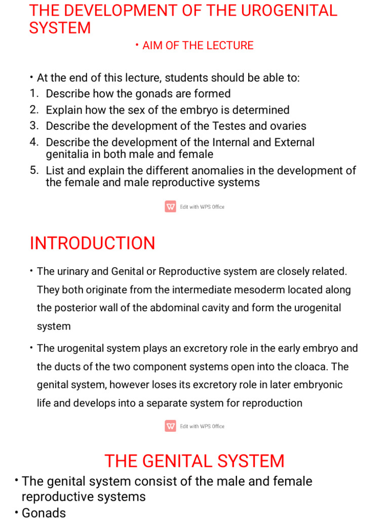 The Development of the Reproductive System | PDF | Testicle | Vagina