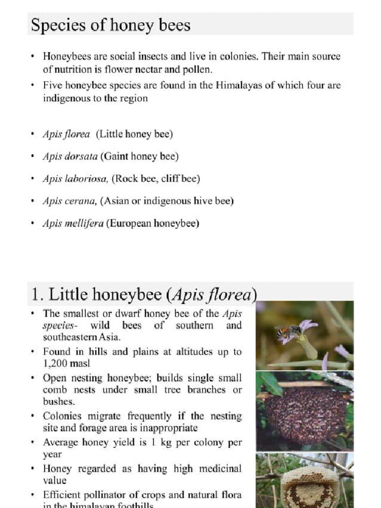 Species of Honey Bee | PDF