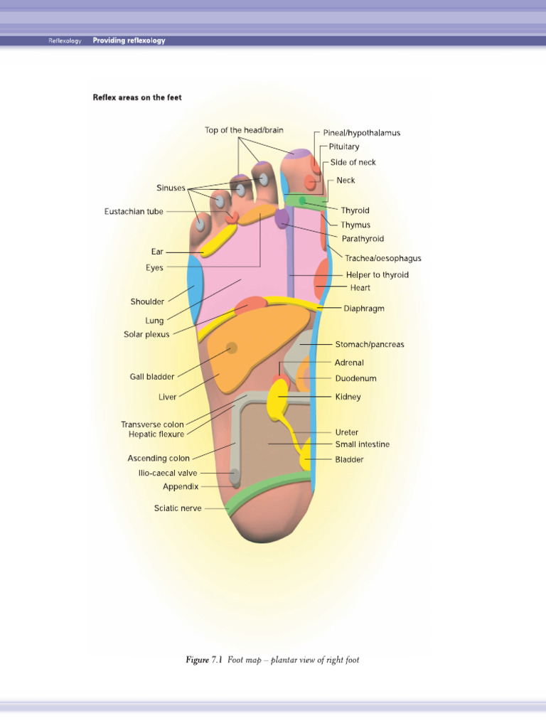 Reflex Points Feet | PDF