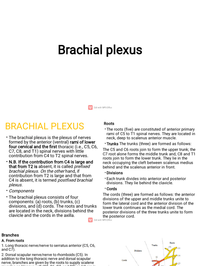 Brachial plexus | PDF | Human Anatomy | Neuroanatomy