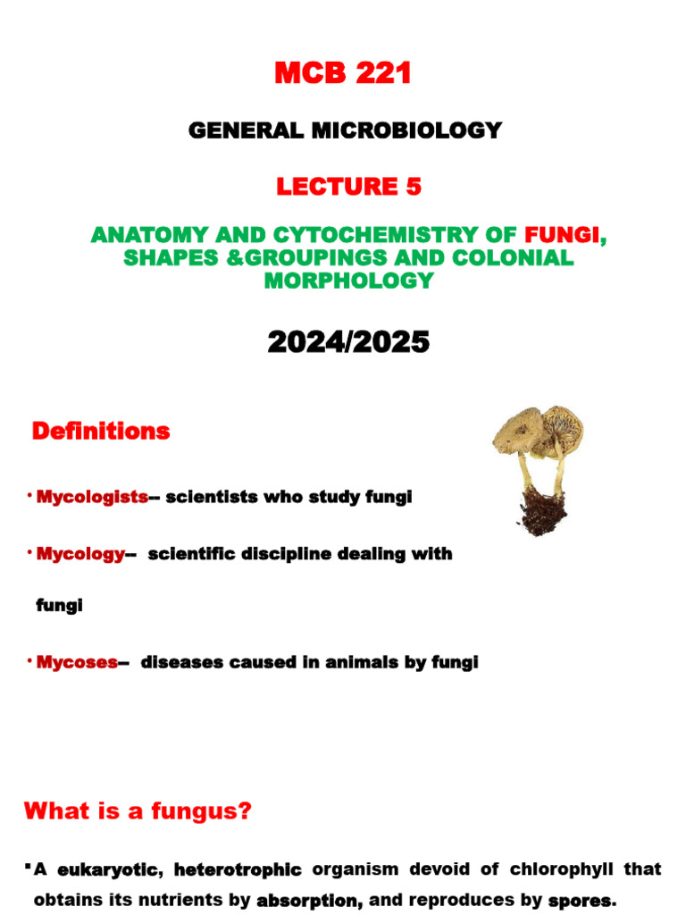 Anatomy and Characteristics of Fungi | PDF | Fungus | Spore
