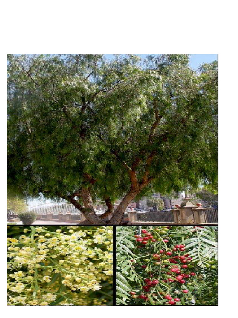 Platas Nativas | PDF