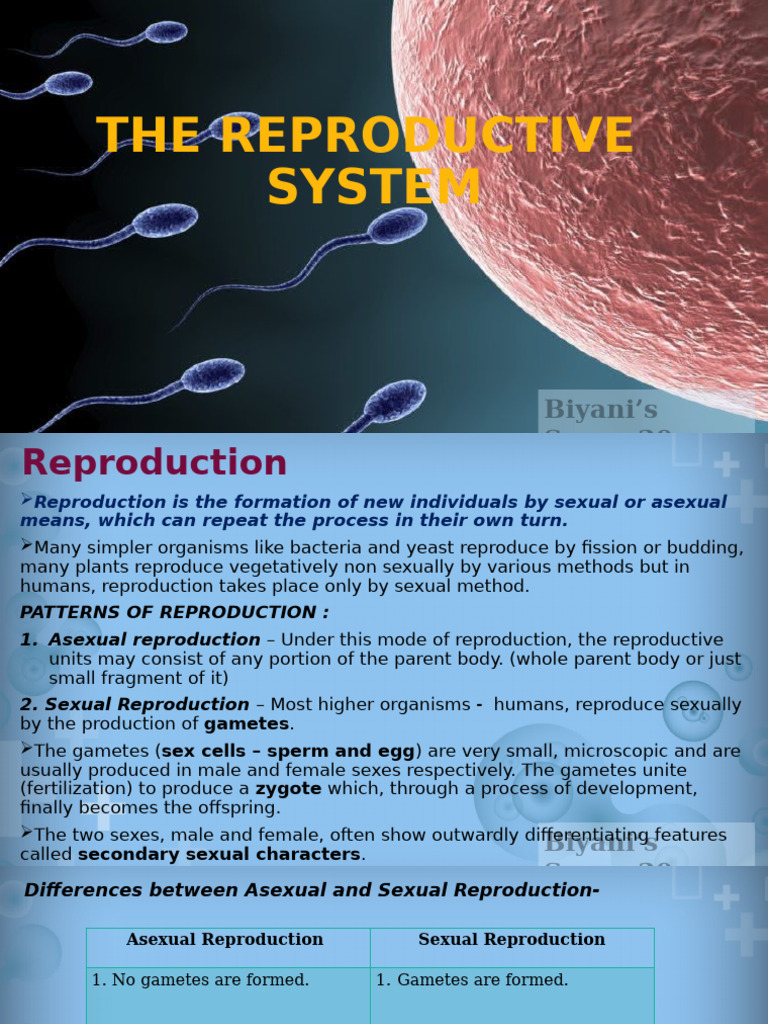 Overview of Human Reproductive System | PDF | Menstrual Cycle ...