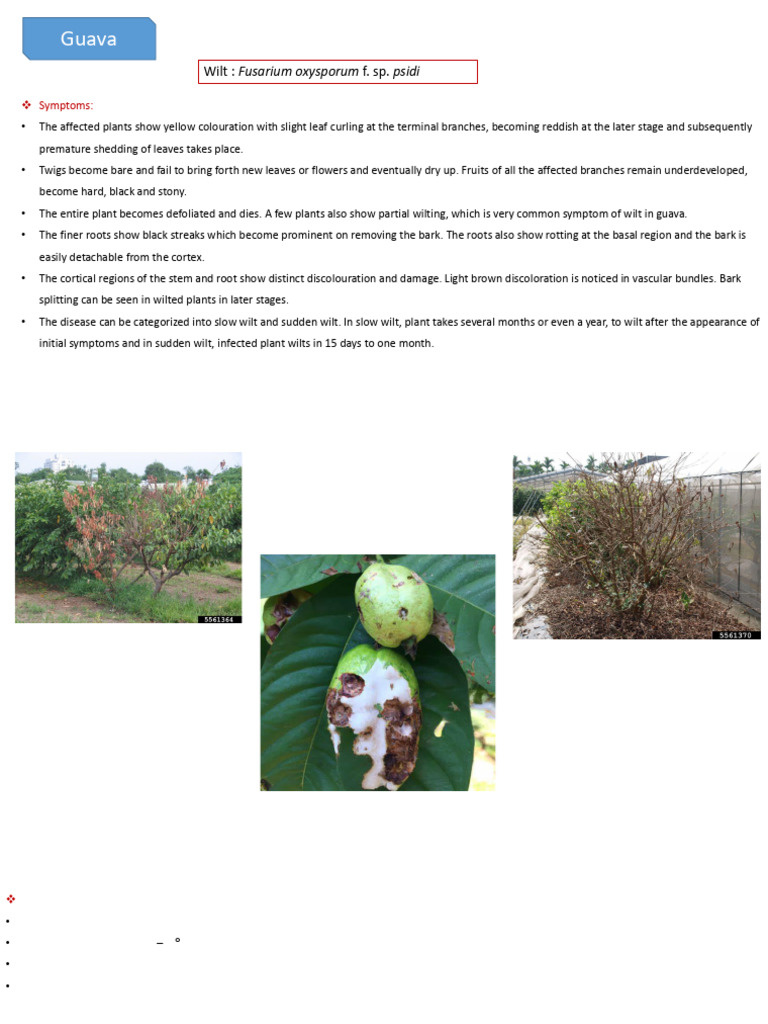 Guava | PDF | Plants | Botany