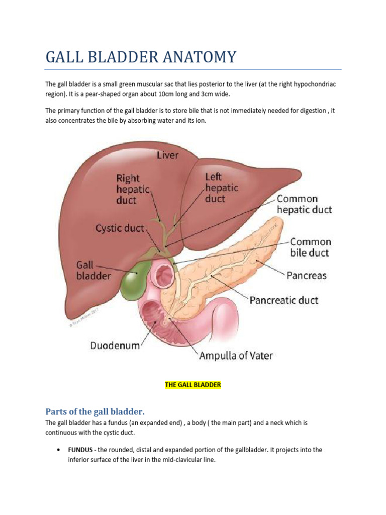 Gall Bladder Anatomy | PDF | Gallbladder | Bile
