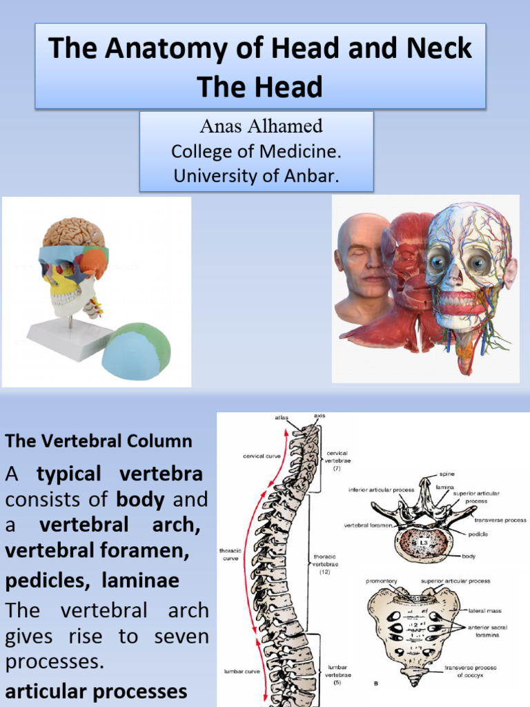 1. Anatomy of Head | PDF | Vertebra | Human Nose