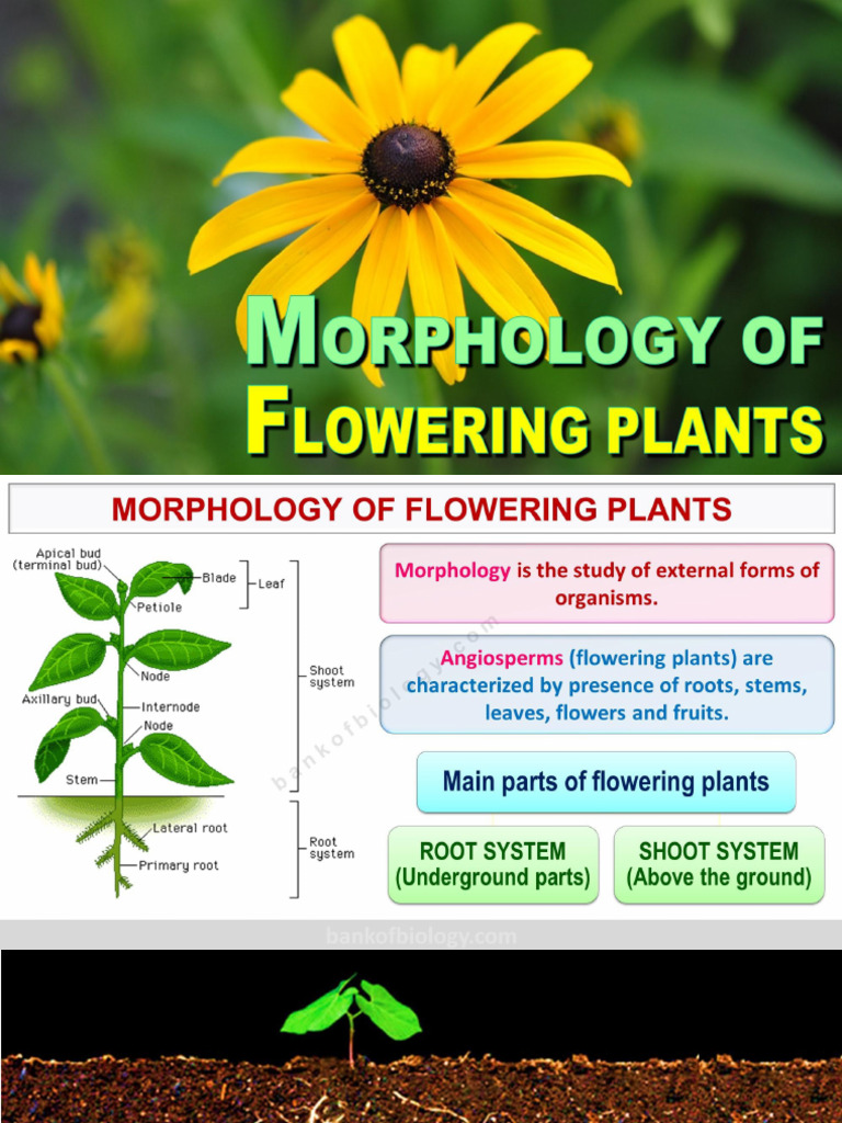 5 Morphology of Flowering Plants - Picture Slides - Demo | PDF